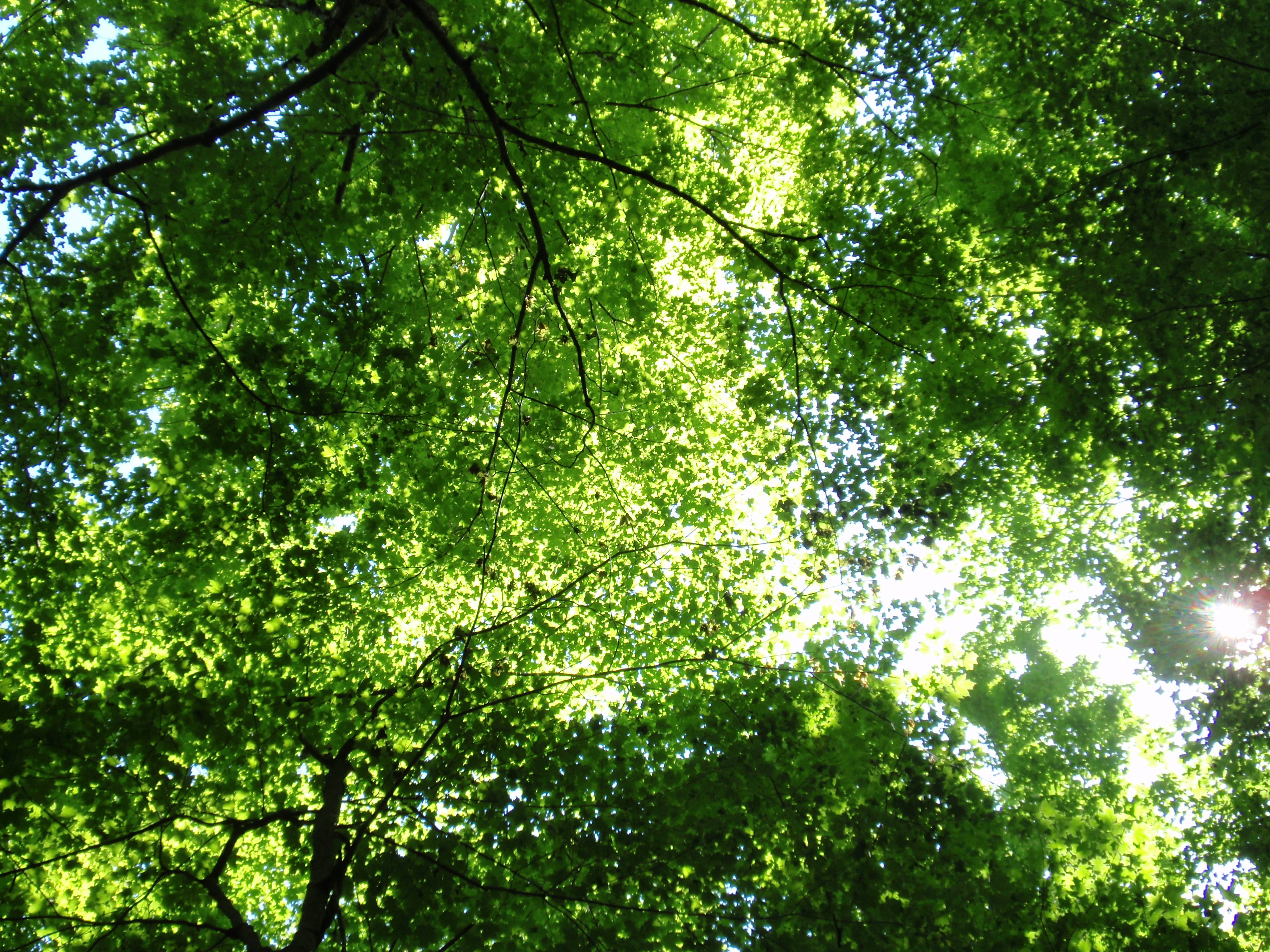 | AP Trees (Kent) Ltd.