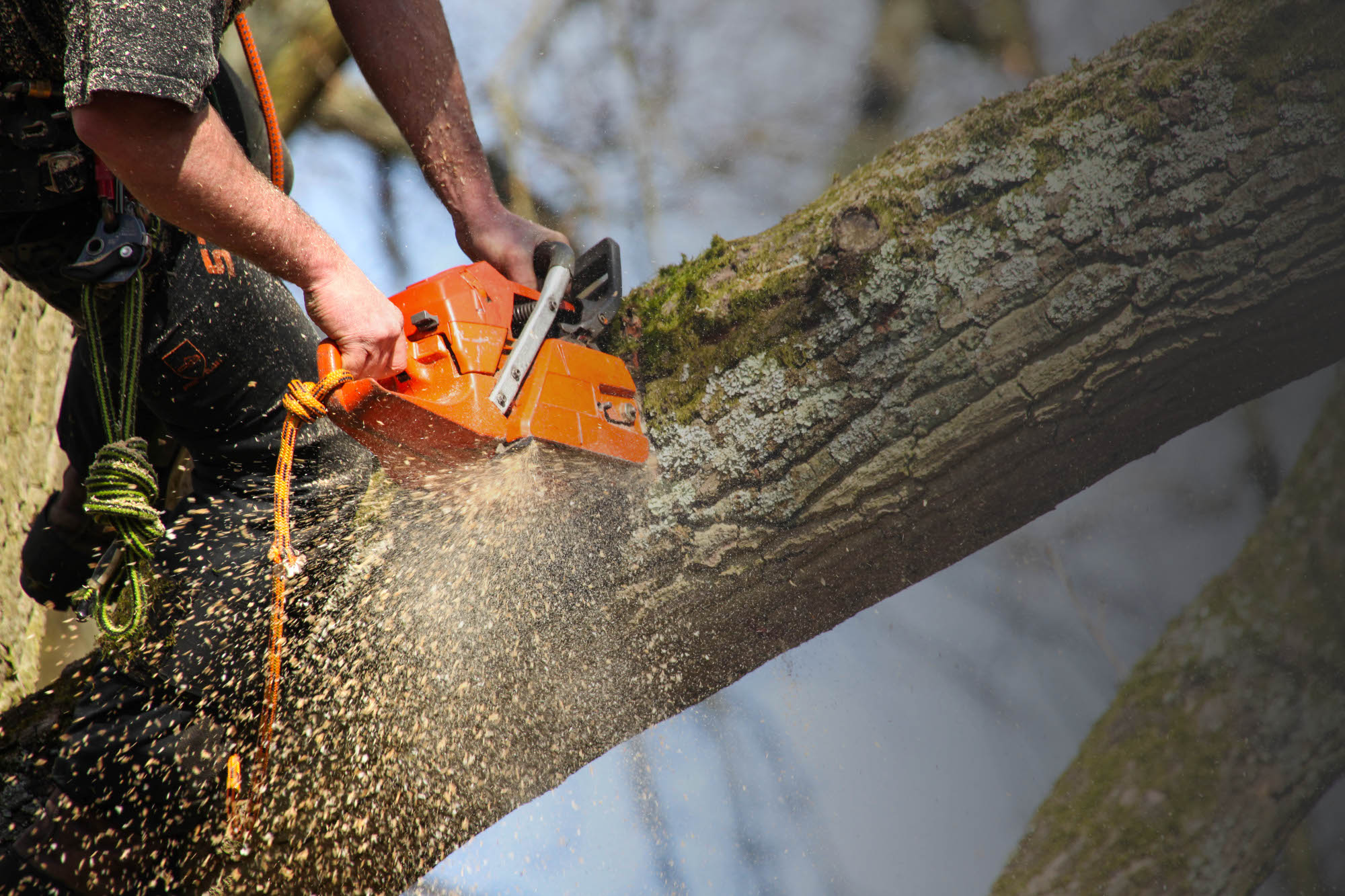 AP Trees Kent | Tree Care Specialists In Kent - Covering All Tree Work